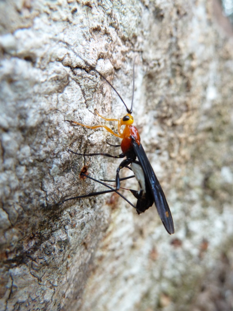 Identifying British ichneumonid wasps: an introductory guide from the ...