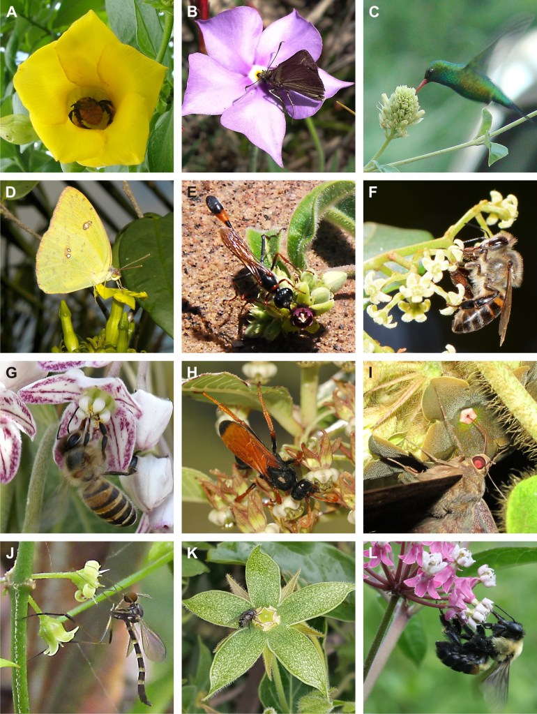 The evolution of pollination systems in one of the largest plant ...
