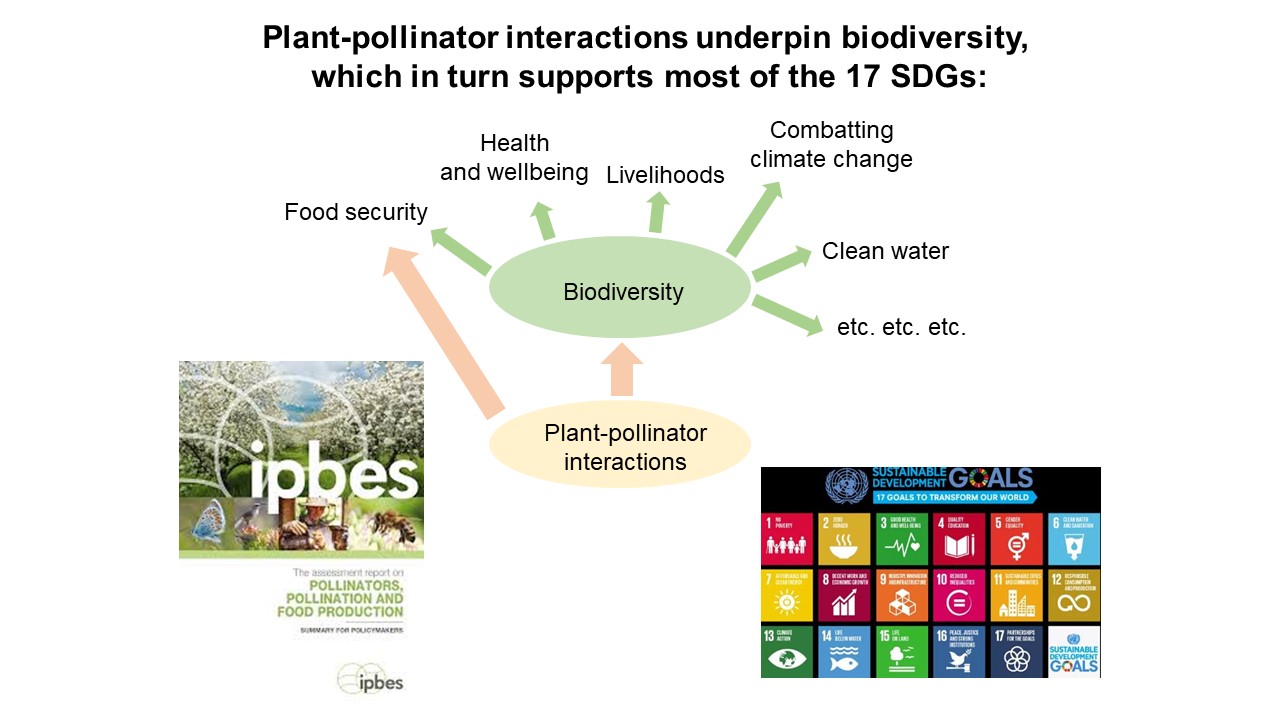 Biodiversity, plant-pollinator interactions, and the UN’s Sustainable ...